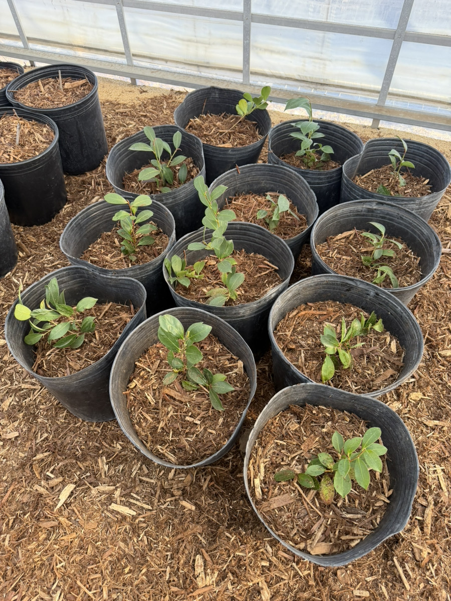 サカキの挿し木＠アグリボルタイクス自然栽農園 - SUNファーム SUN FARM Inc.